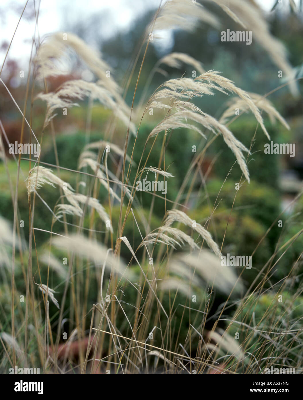 winter grasses within a garden environment gardening and natural plant ...