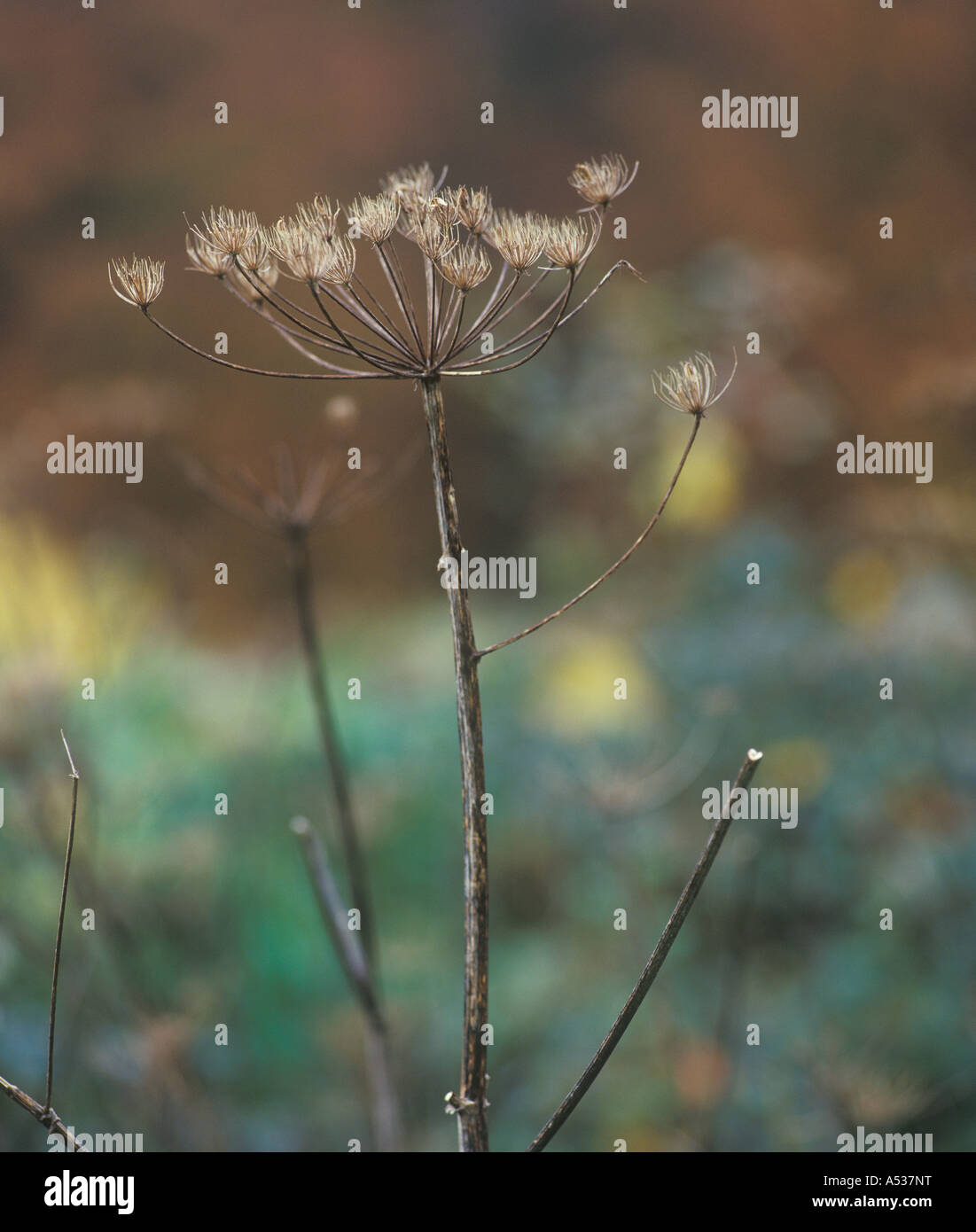 Light brown seed heads hi-res stock photography and images - Alamy