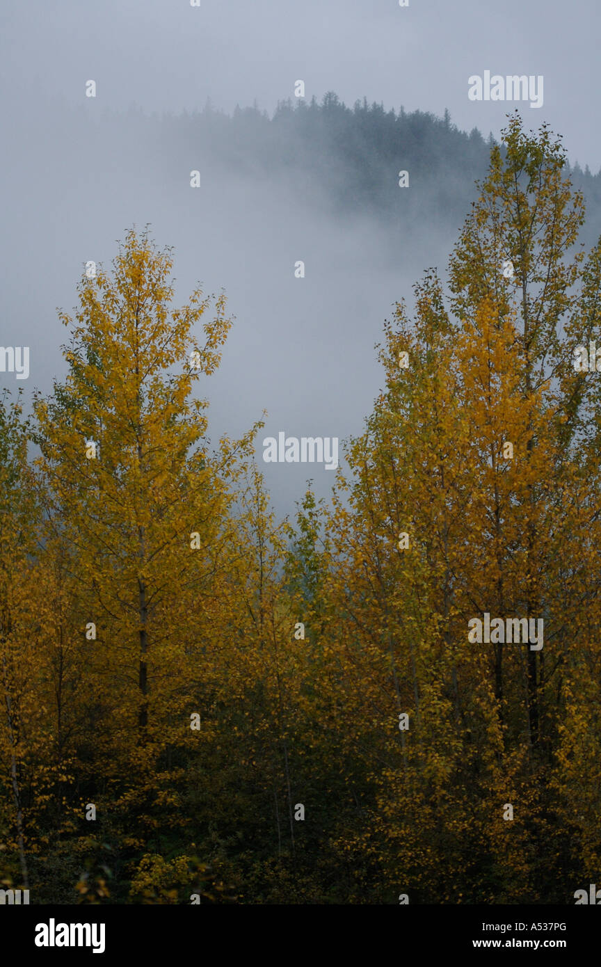 Scenic: Fogged in Alaskan Forest Stock Photo - Alamy
