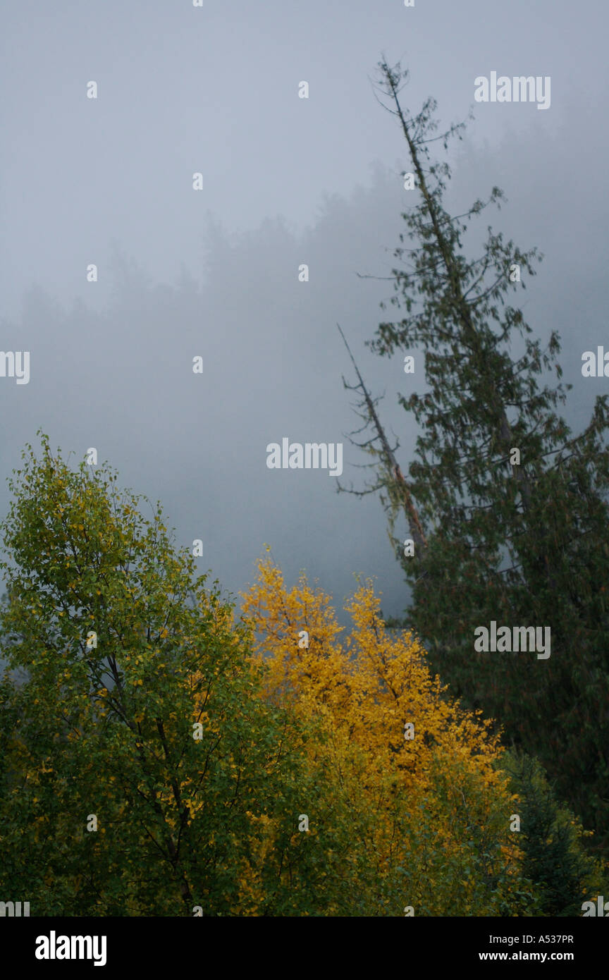 Scenic: Fogged in Alaskan Forest Stock Photo - Alamy
