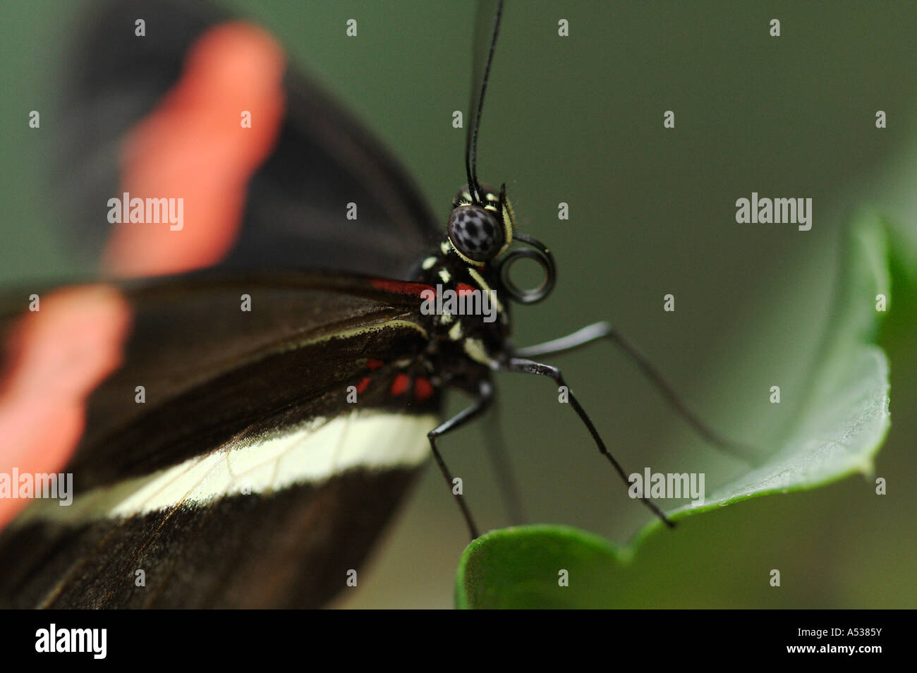 Macro: Butterly posing with wings open atop a leaf Stock Photo - Alamy