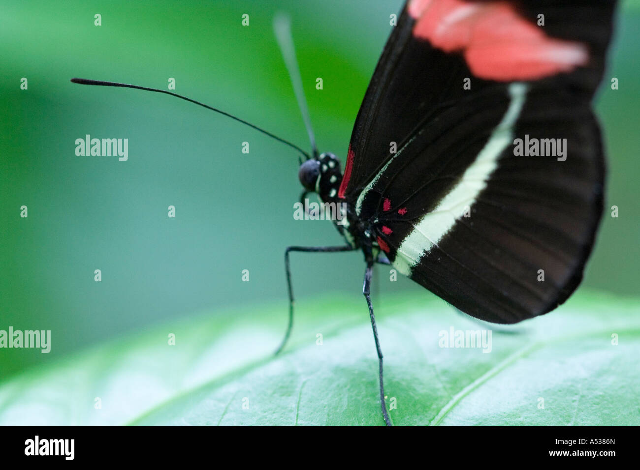Macro: Butterly posing with wings open atop a leaf Stock Photo - Alamy