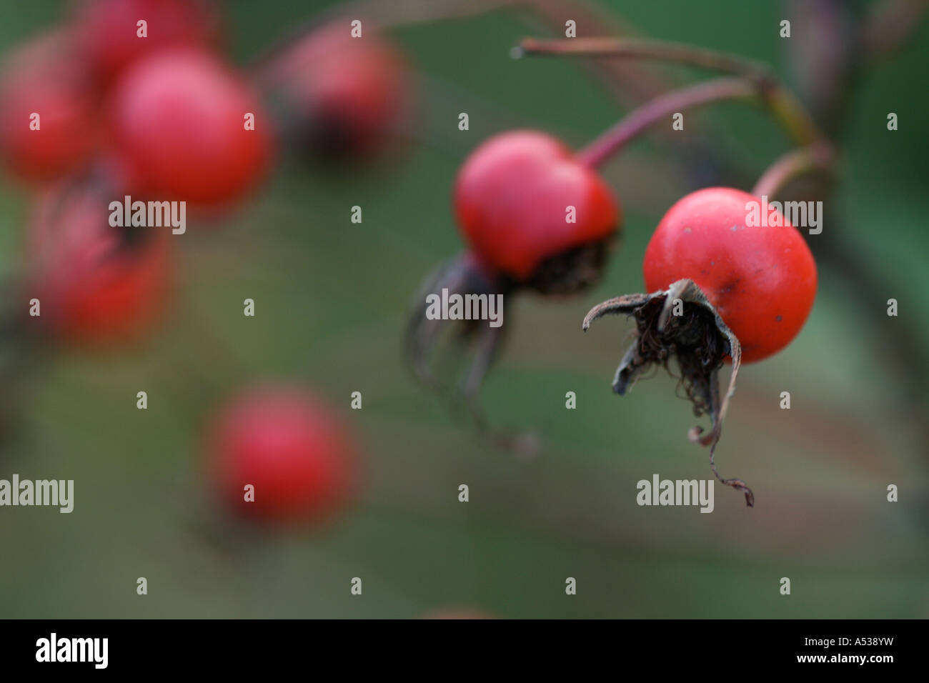 Rockey Mountain: Wild Berry Stock Photo - Alamy