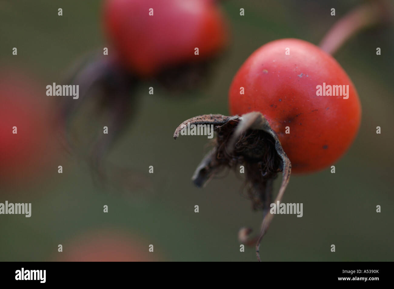Rockey Mountain: Wild Berry Stock Photo - Alamy