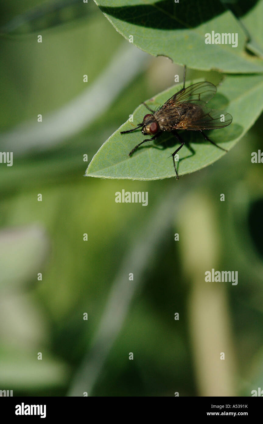 Macro: Fly/Insect sitting atop a Leaf Stock Photo - Alamy