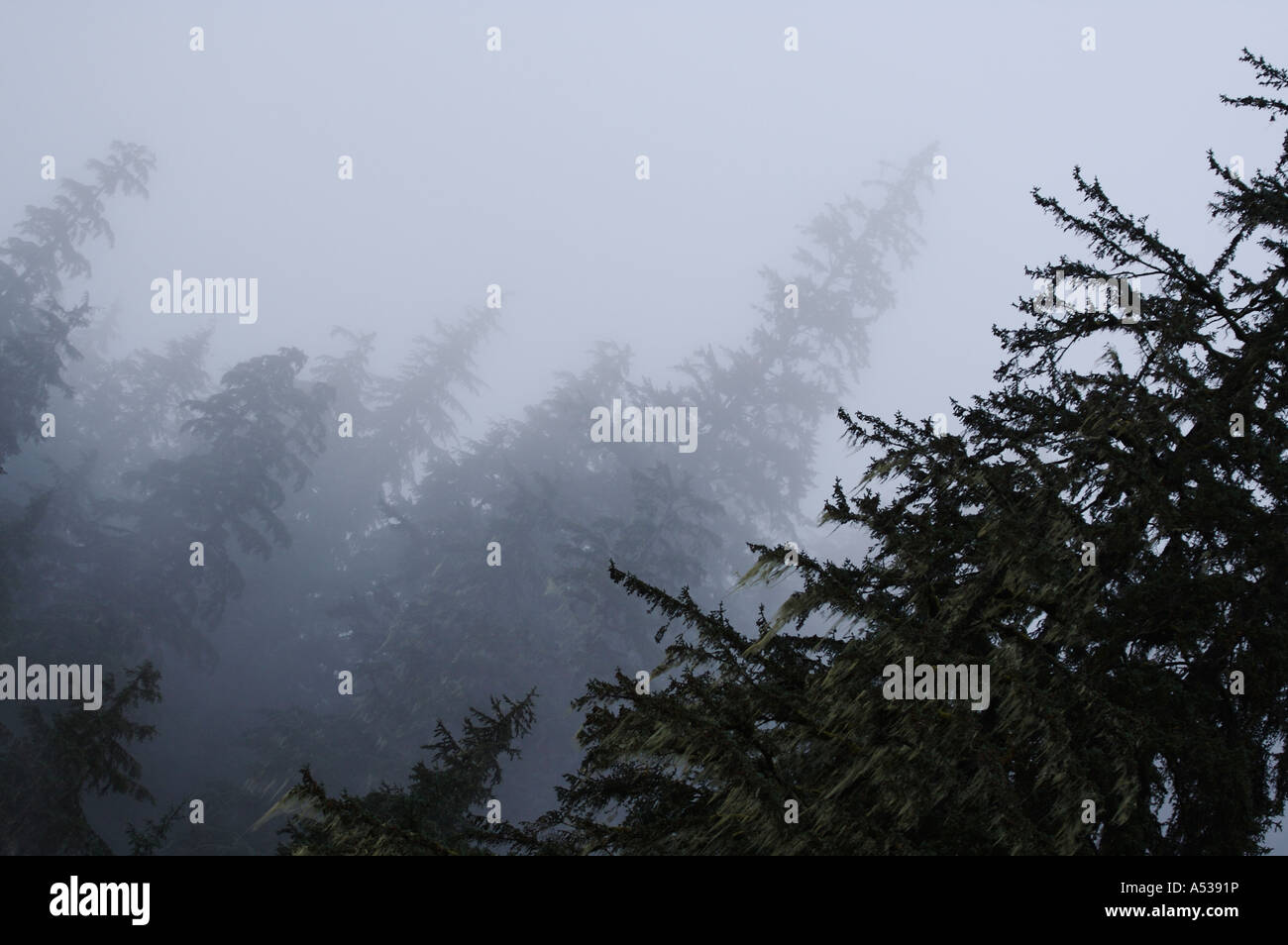 Scenic: Fogged in Alaskan Forest Stock Photo - Alamy