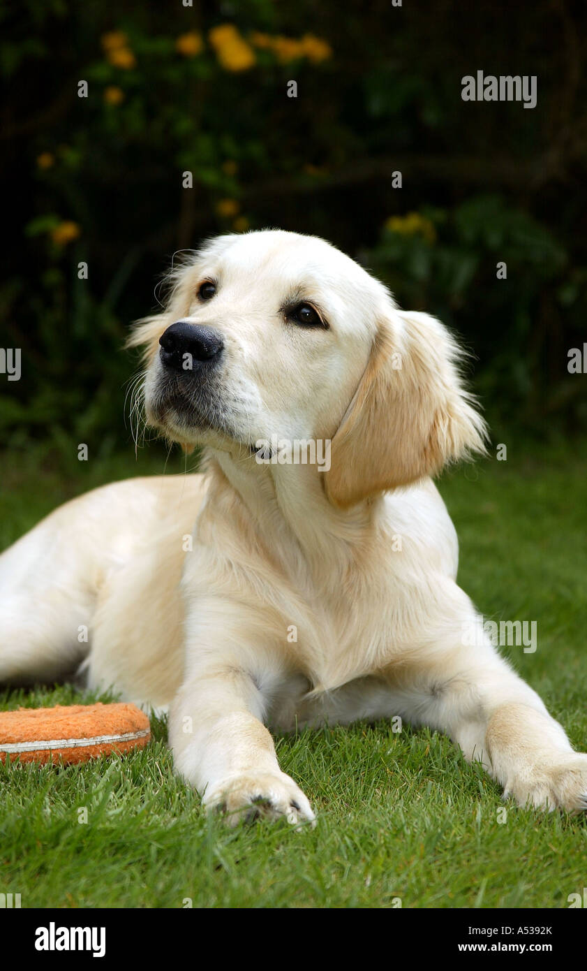 Golden retrieve hi-res stock photography and images - Alamy