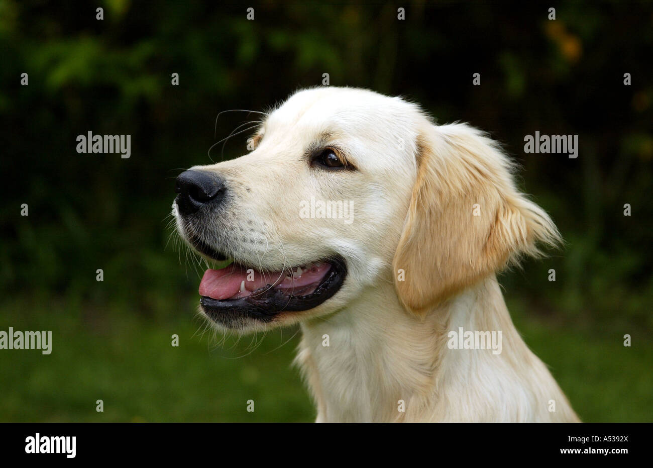 Young Golden Retriever Dog looking left Stock Photo - Alamy
