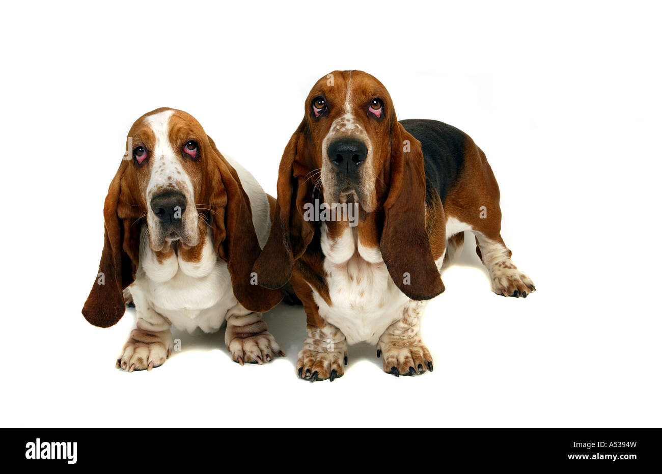 Big ears dogs hi-res stock photography and images - Alamy