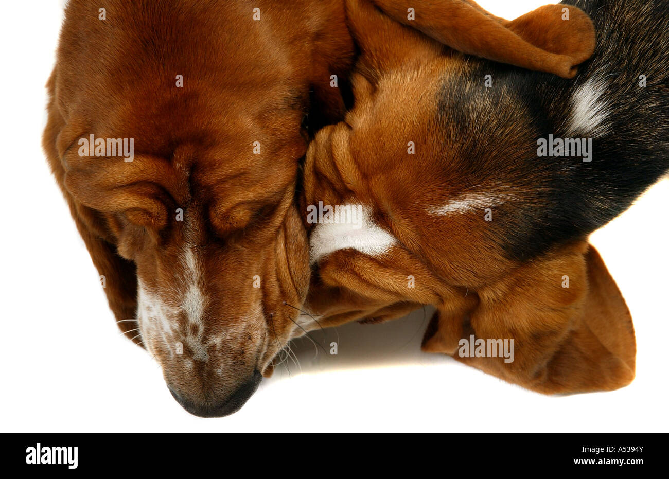 Two Bassett Hounds play fighting Stock Photo - Alamy