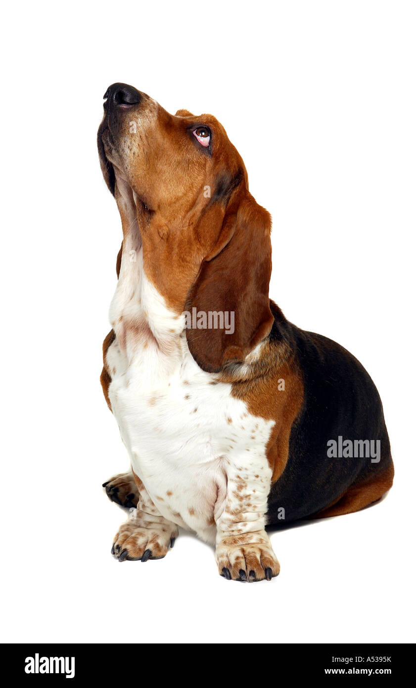 Bassett hi-res stock photography and images - Alamy