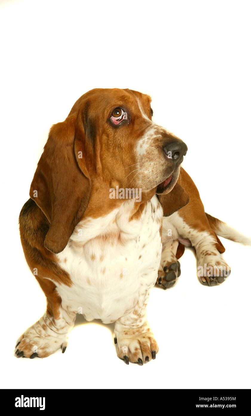 Bassett Hound Dog Stock Photo - Alamy