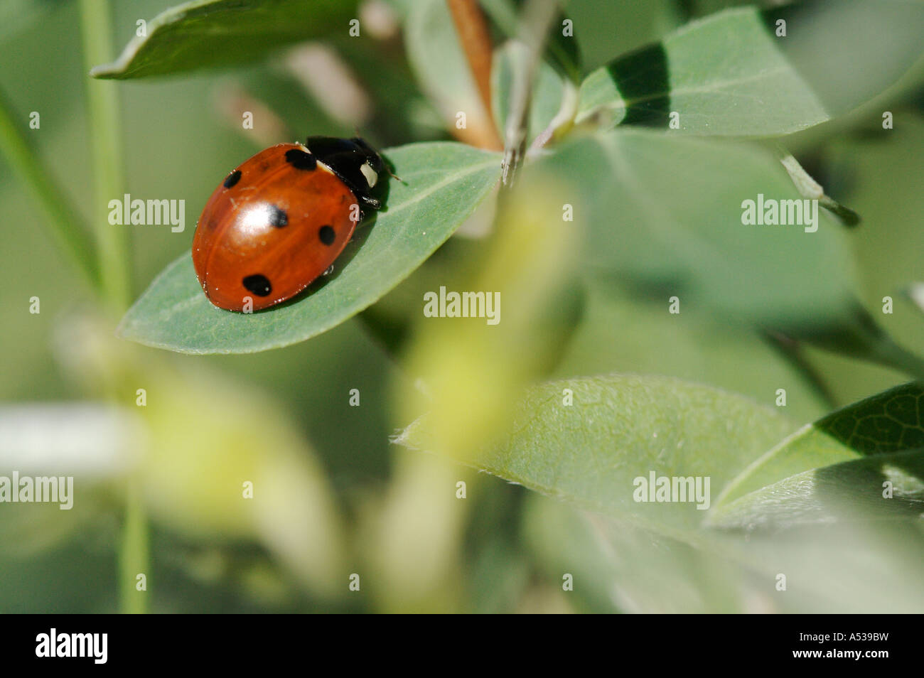 Macro Wildlife: Ladybug/Ladybird Stock Photo - Alamy