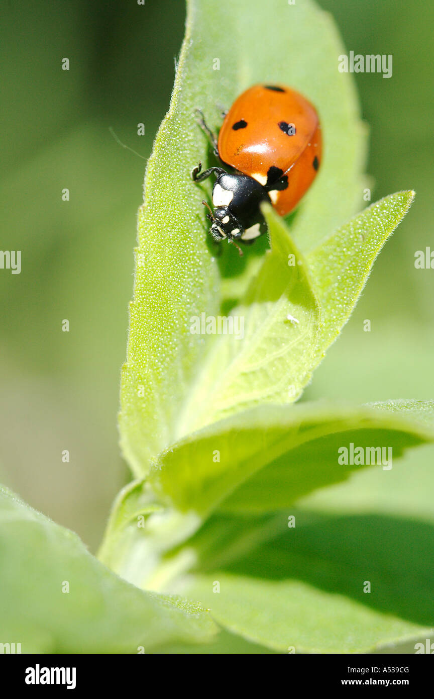 Macro Wildlife: Ladybug/Ladybird Stock Photo - Alamy