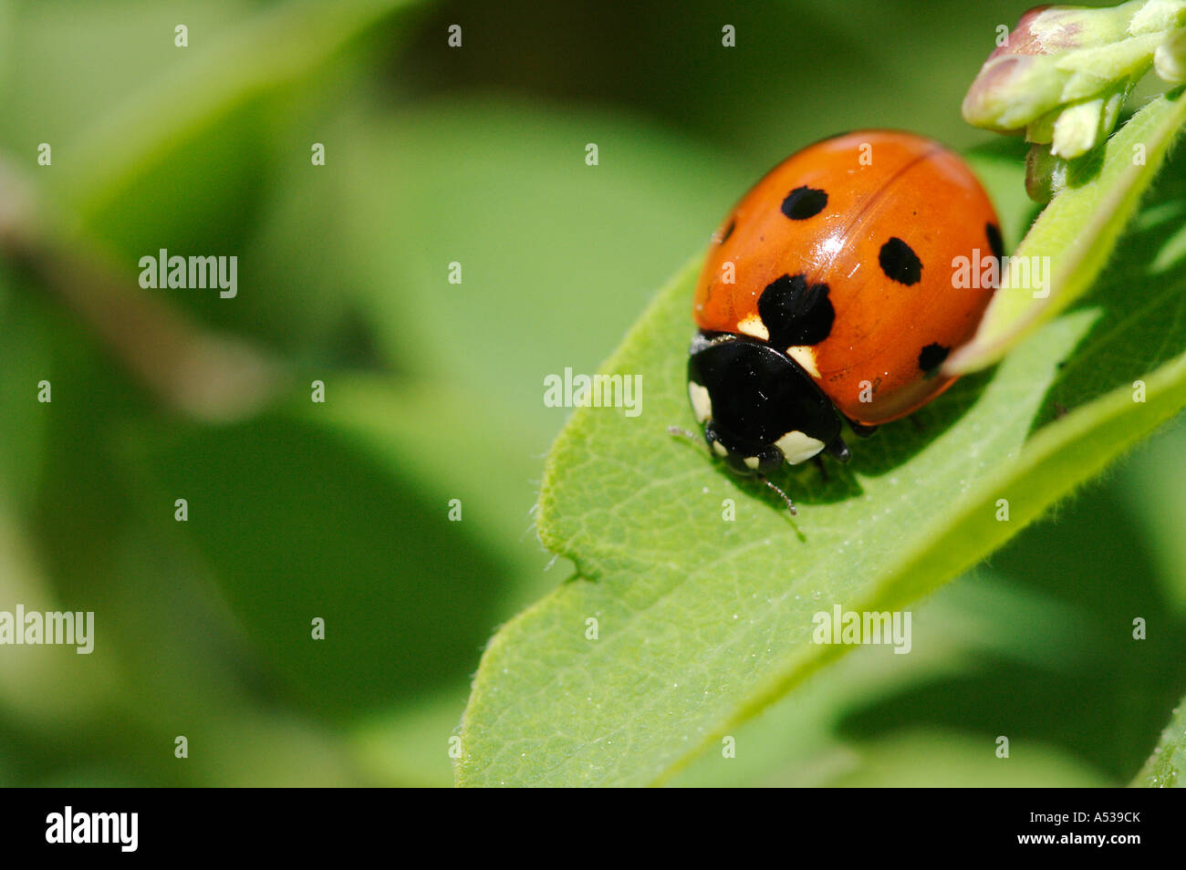 Macro Wildlife: Ladybug/Ladybird Stock Photo - Alamy