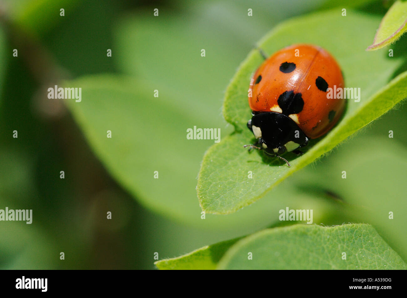 Macro Wildlife: Ladybug/Ladybird Stock Photo - Alamy