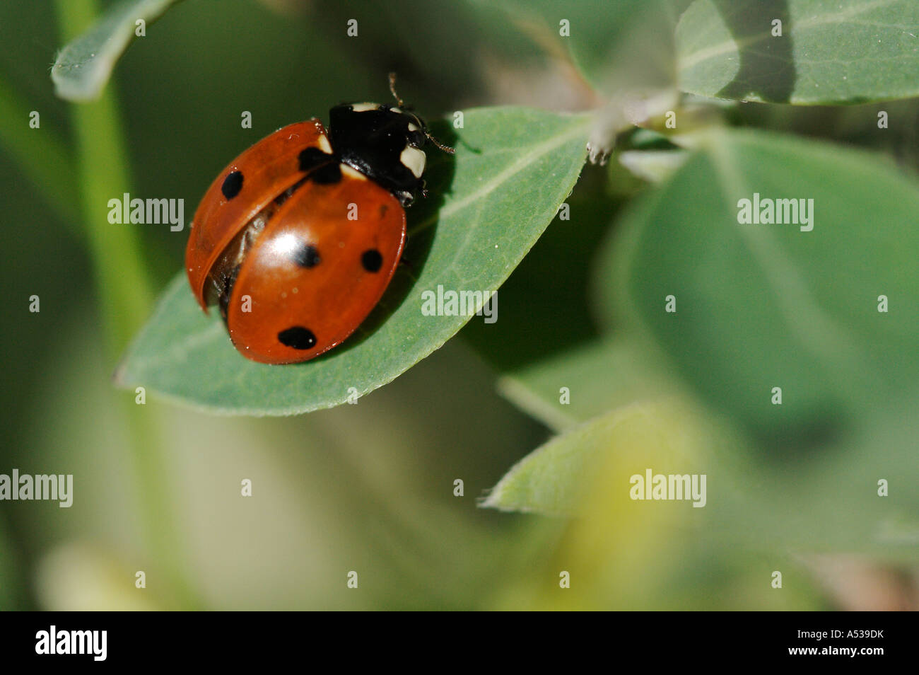 Macro Wildlife: Ladybug/Ladybird Taking Flight Stock Photo - Alamy