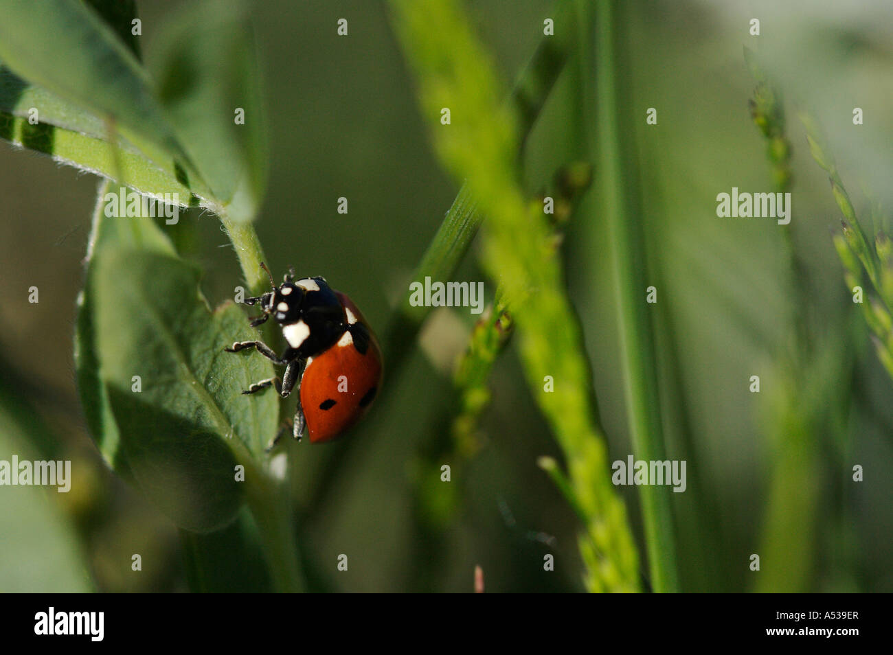 Macro Wildlife: Ladybug/Ladybird Stock Photo - Alamy