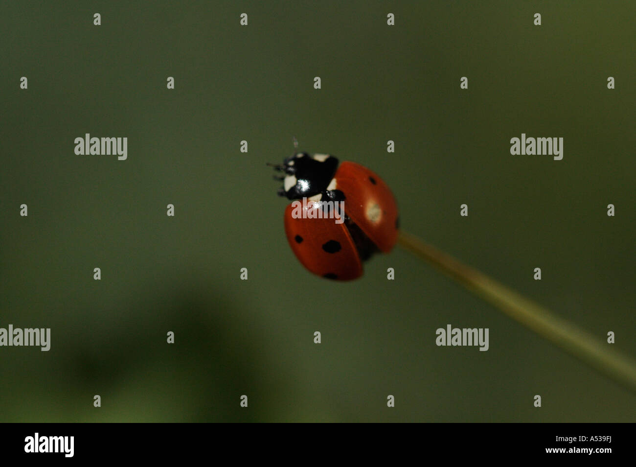 Macro Wildlife: Ladybug/Ladybird taking flight Stock Photo - Alamy