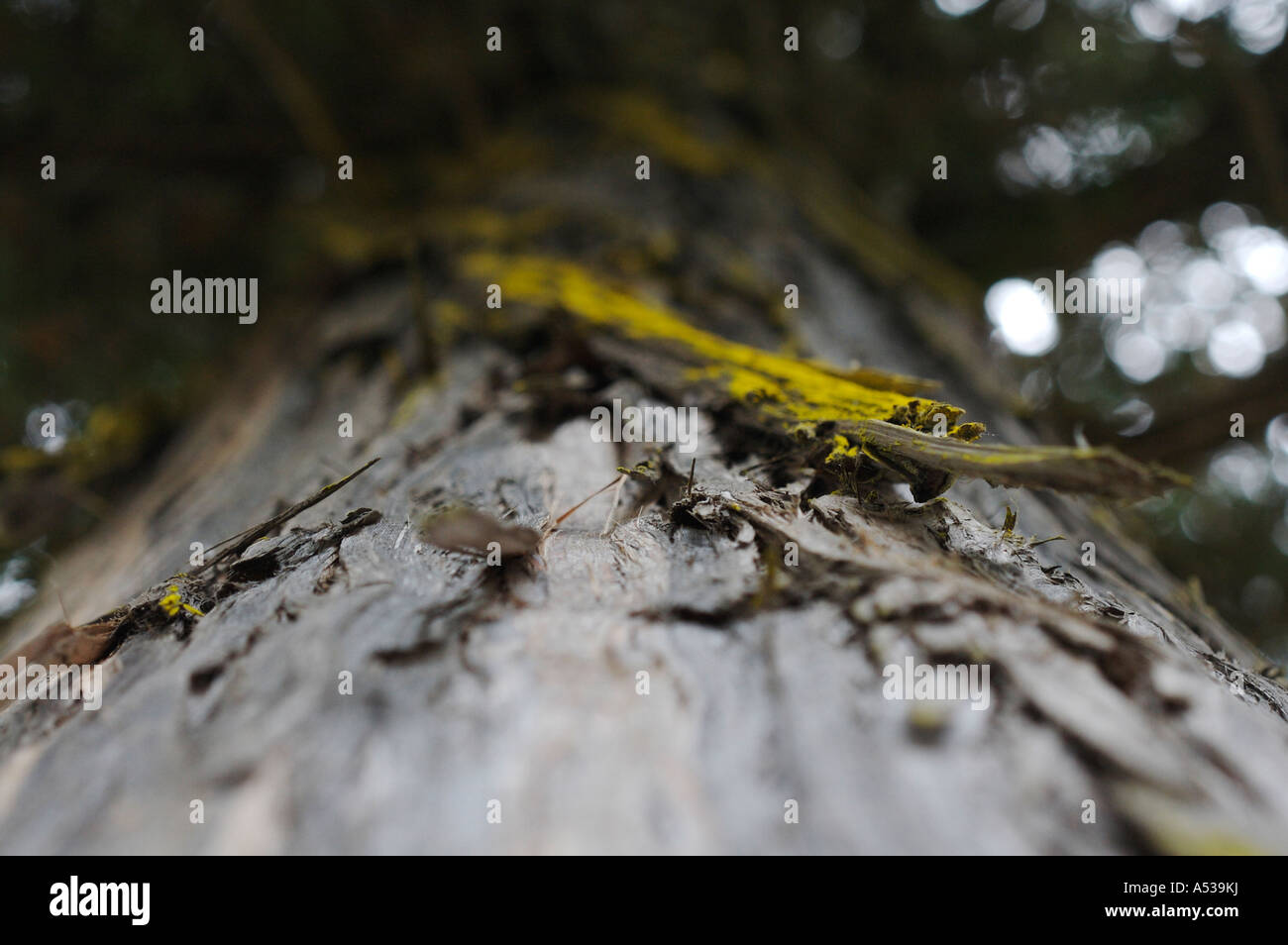 Texture Macro Tree Stock Photo - Alamy