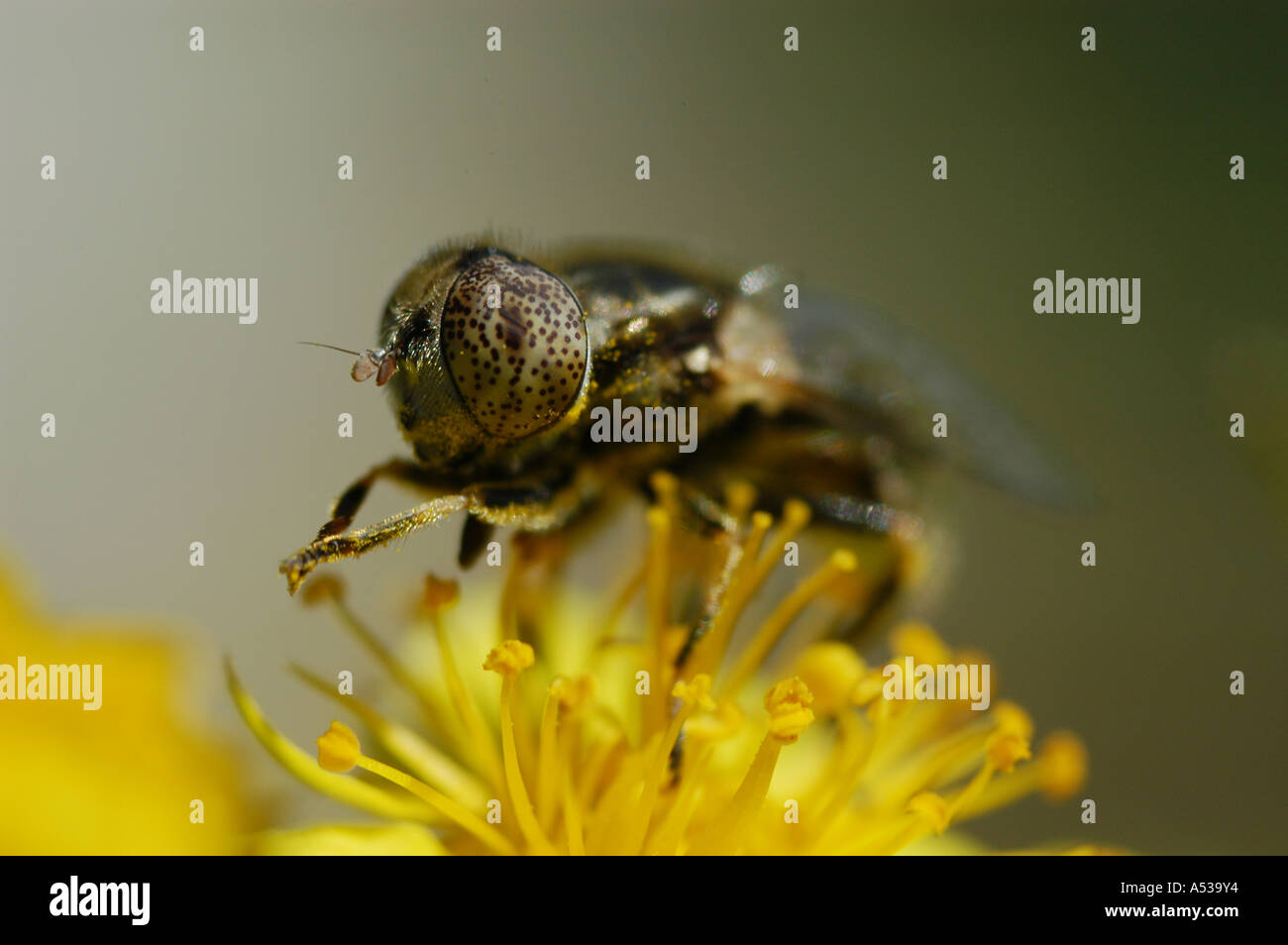 Grass hoverfly hi-res stock photography and images - Alamy