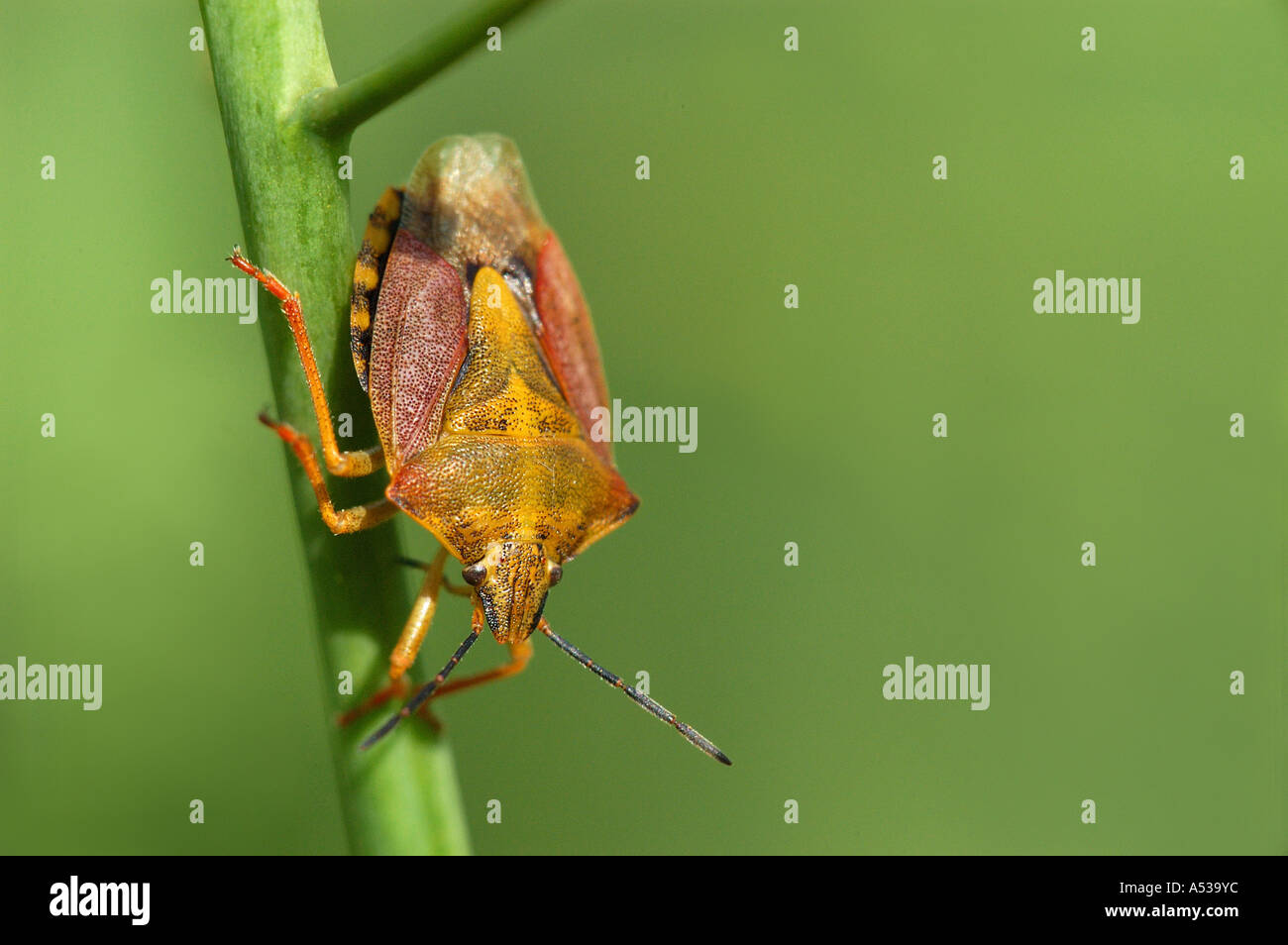 Light shy plants hi-res stock photography and images - Alamy