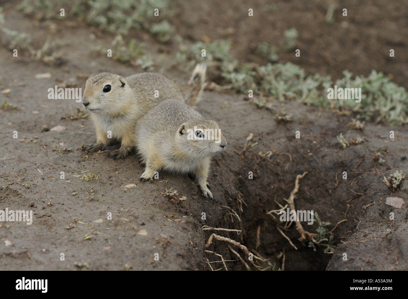 Wildlife Portrait: Prairie Dog/Gopher Stock Photo - Alamy