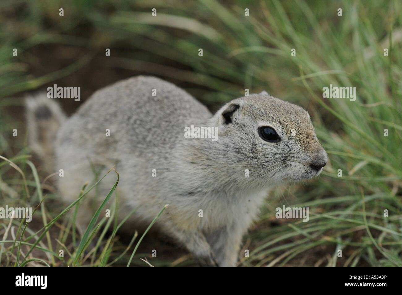Wildlife Portrait: Prairie Dog/Gopher Stock Photo - Alamy