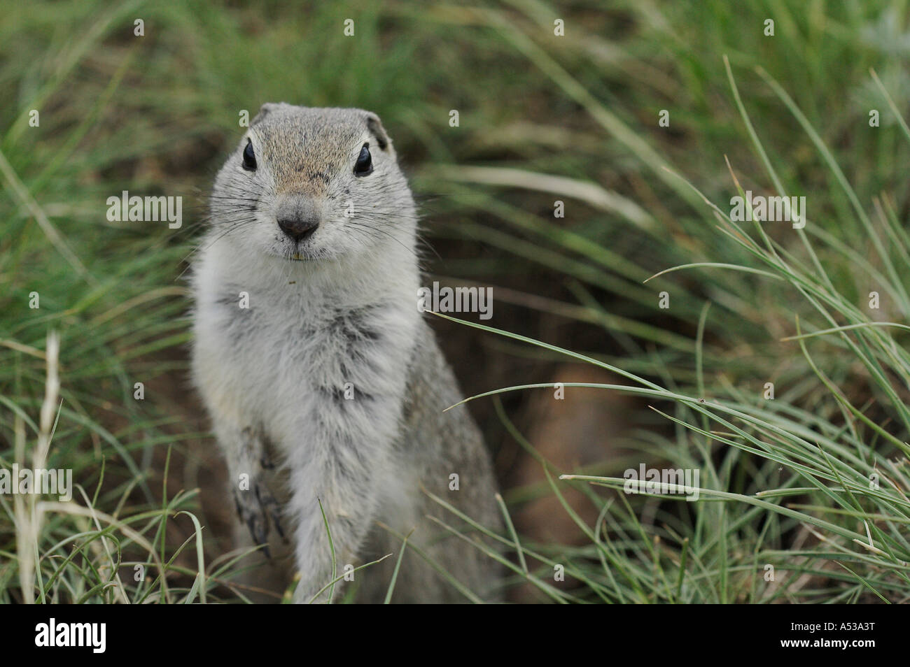 Interconnected Species High Resolution Stock Photography and Images - Alamy