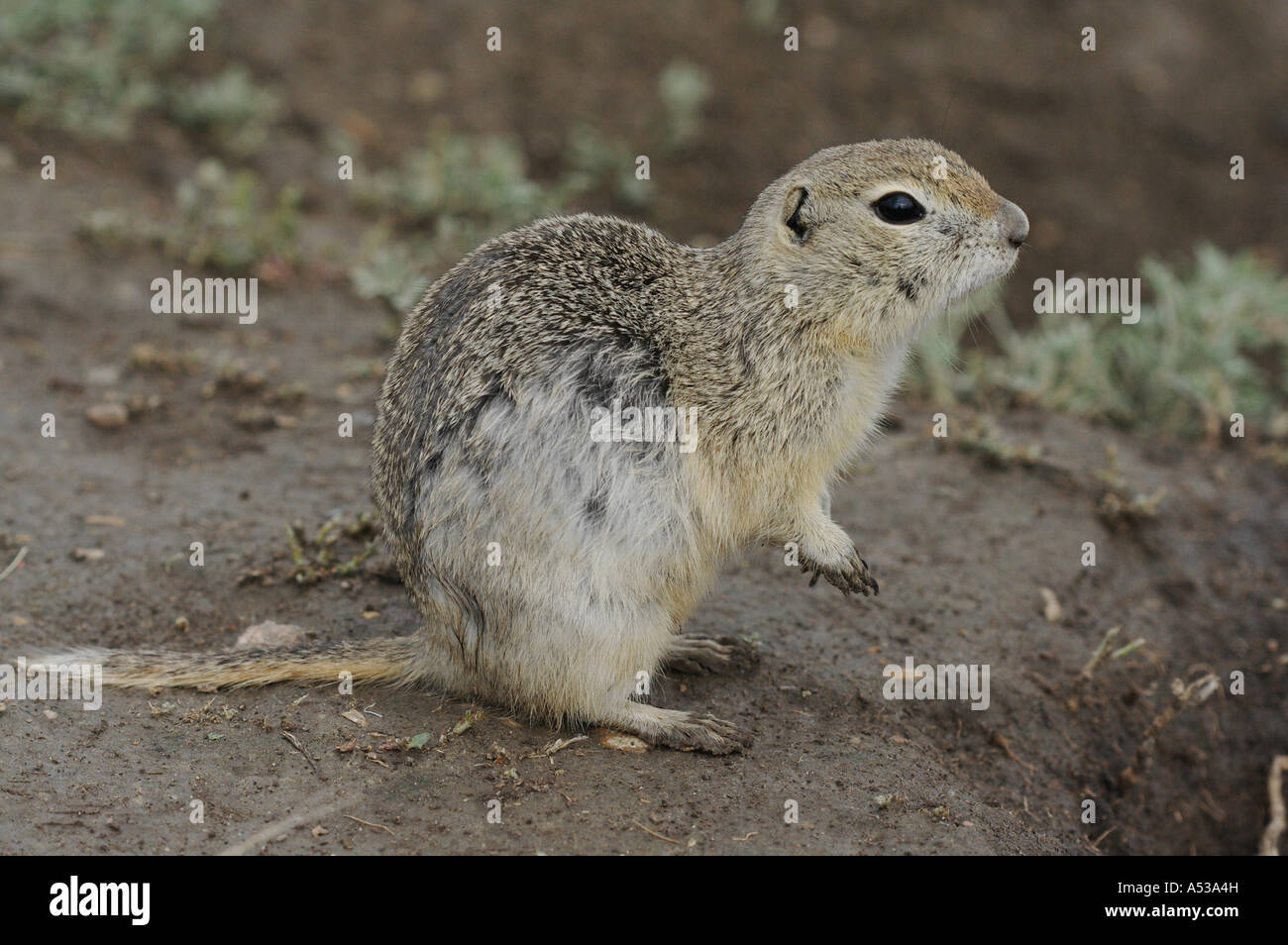 Wildlife Portrait: Prairie Dog/Gopher Stock Photo - Alamy
