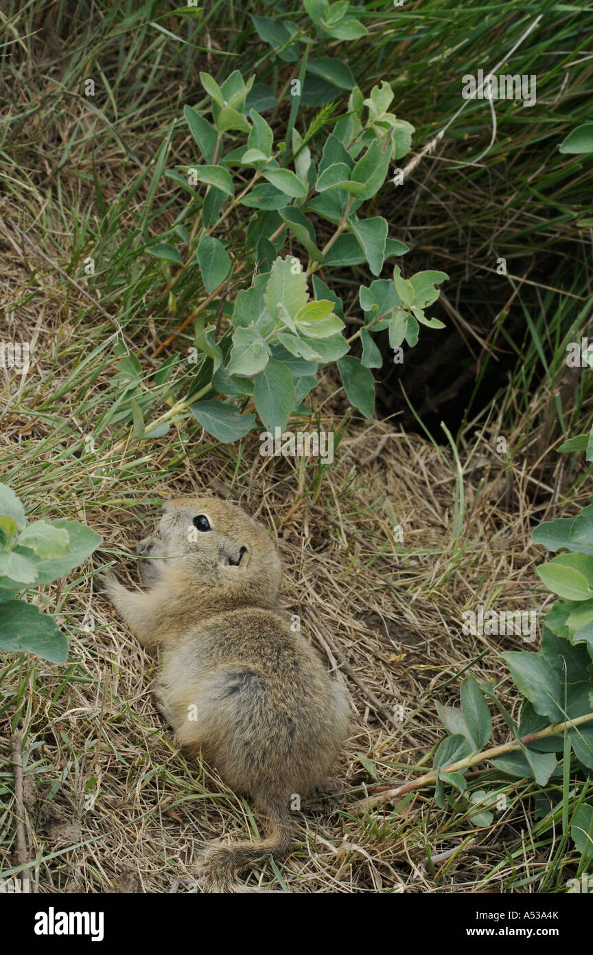 Interconnected Species High Resolution Stock Photography and Images - Alamy