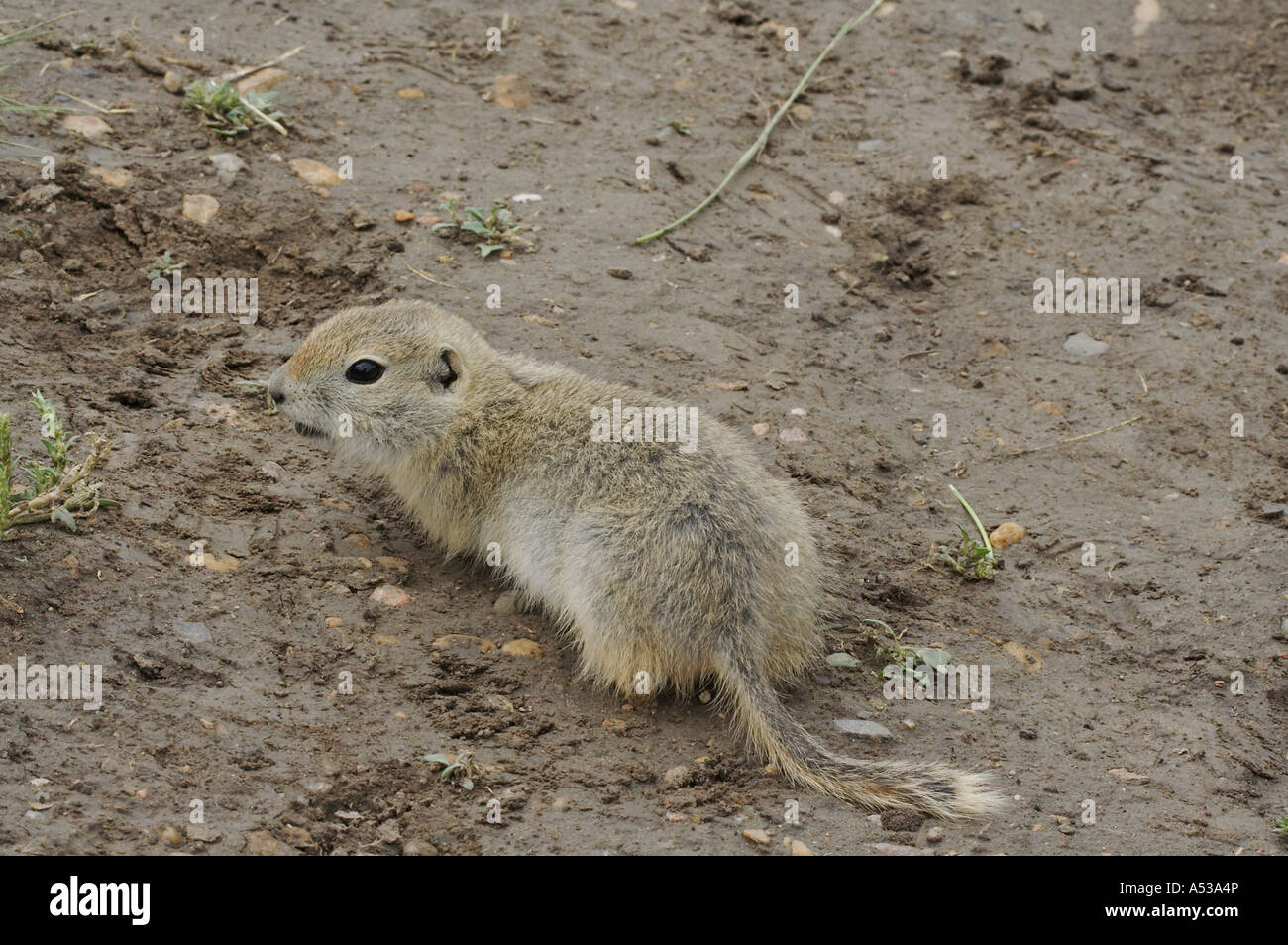 Wildlife Portrait: Prairie Dog/Gopher Stock Photo - Alamy