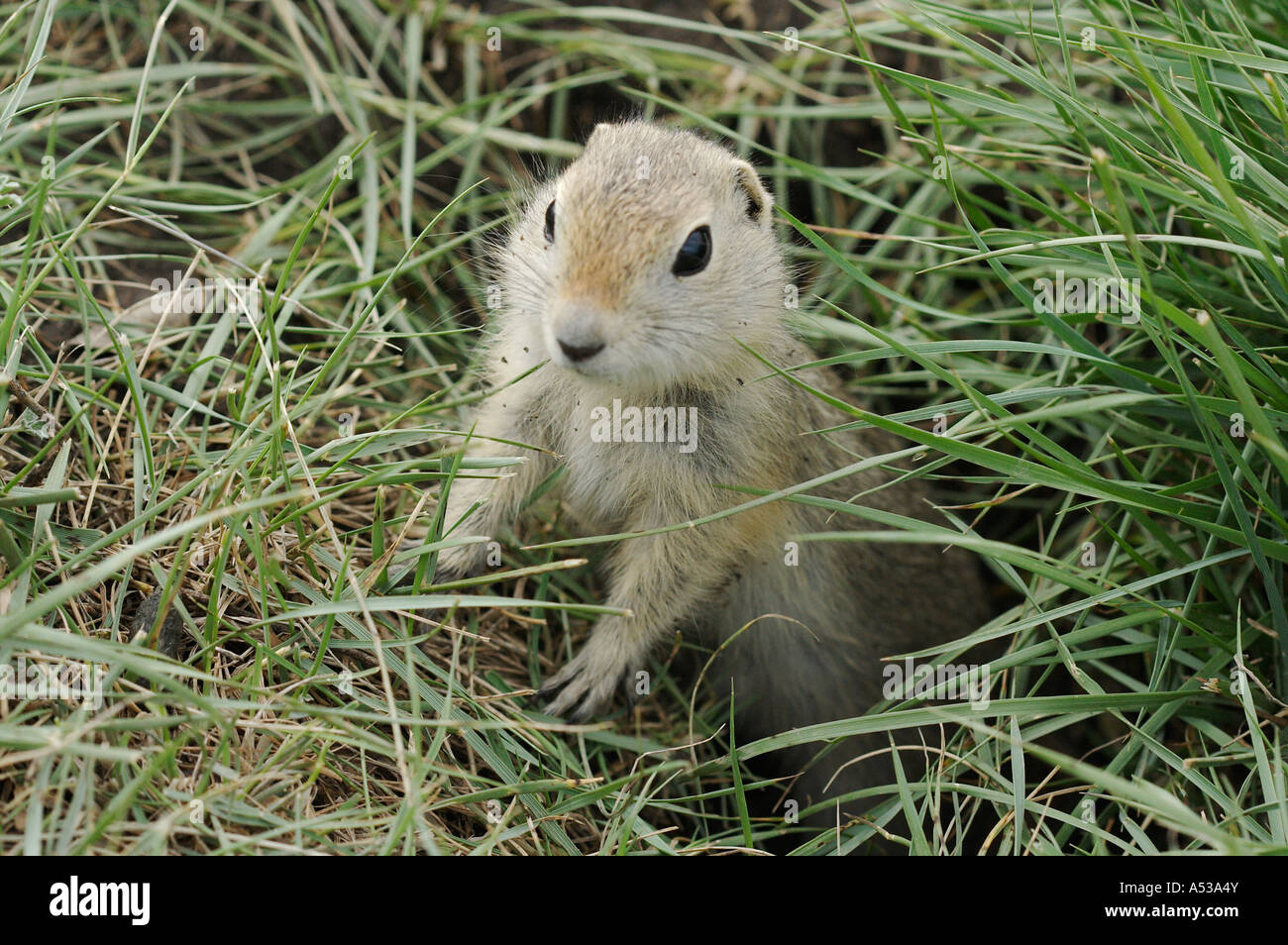 Wildlife Portrait: Prairie Dog/Gopher Stock Photo - Alamy