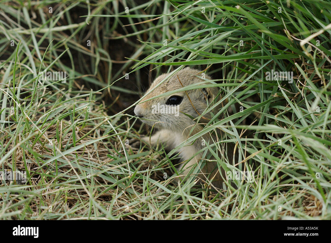 Wildlife Portrait: Prairie Dog/Gopher Stock Photo - Alamy