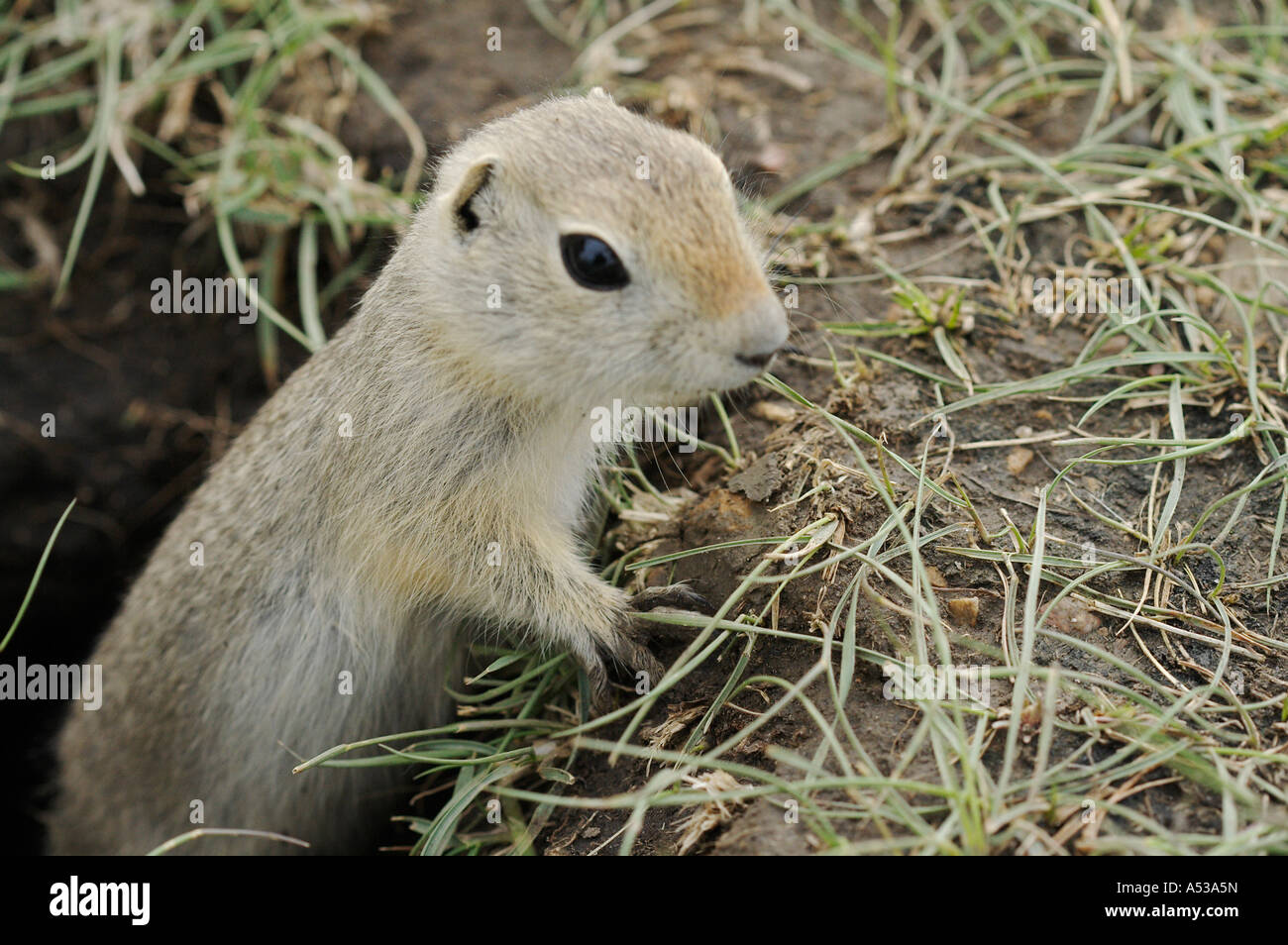 Wildlife Portrait: Prairie Dog/Gopher Stock Photo - Alamy