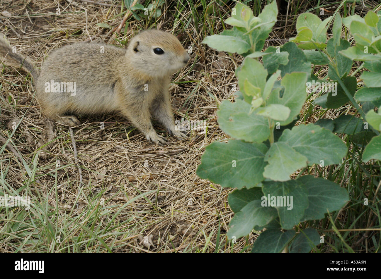 Wildlife Portrait: Prairie Dog/Gopher Stock Photo - Alamy