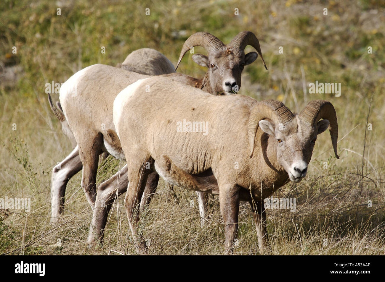 Wildlife Portrait: Mountain Sheep/BigHorn Stock Photo - Alamy
