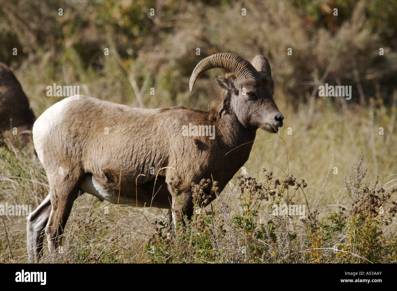 Wildlife Portrait: Mountain Sheep/BigHorn Stock Photo - Alamy