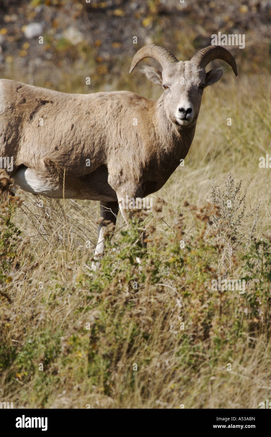 Wildlife Portrait: Mountain Sheep/BigHorn Stock Photo - Alamy