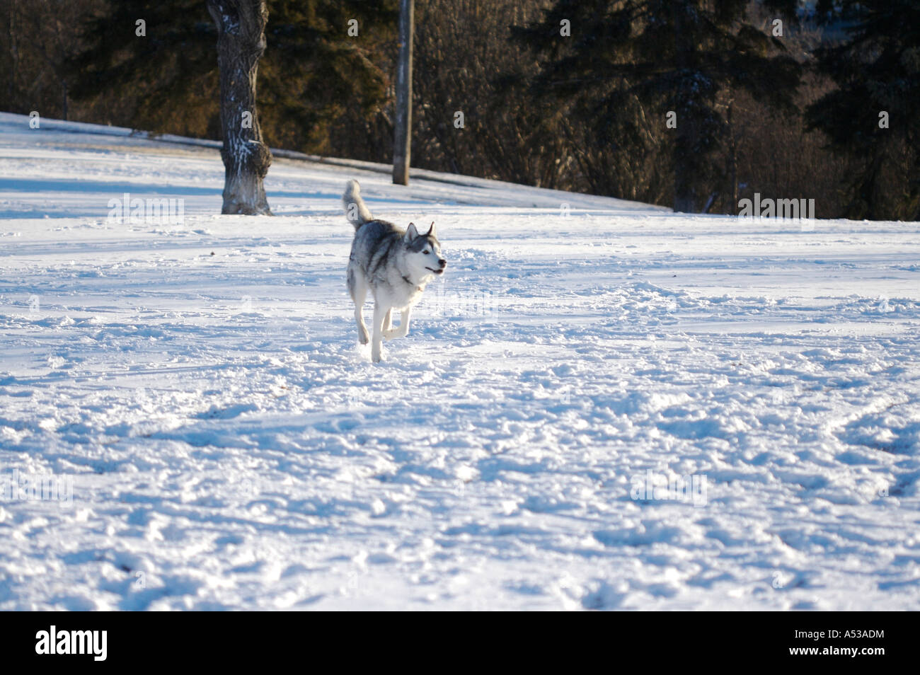Portrait: Wolfe (siberian husky) in winter setting Stock Photo - Alamy