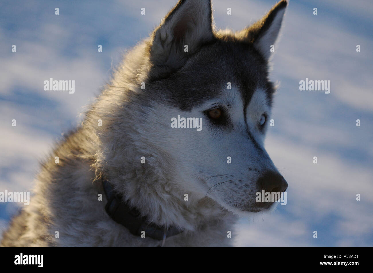 Portrait: Wolfe (siberian husky) in winter setting Stock Photo - Alamy