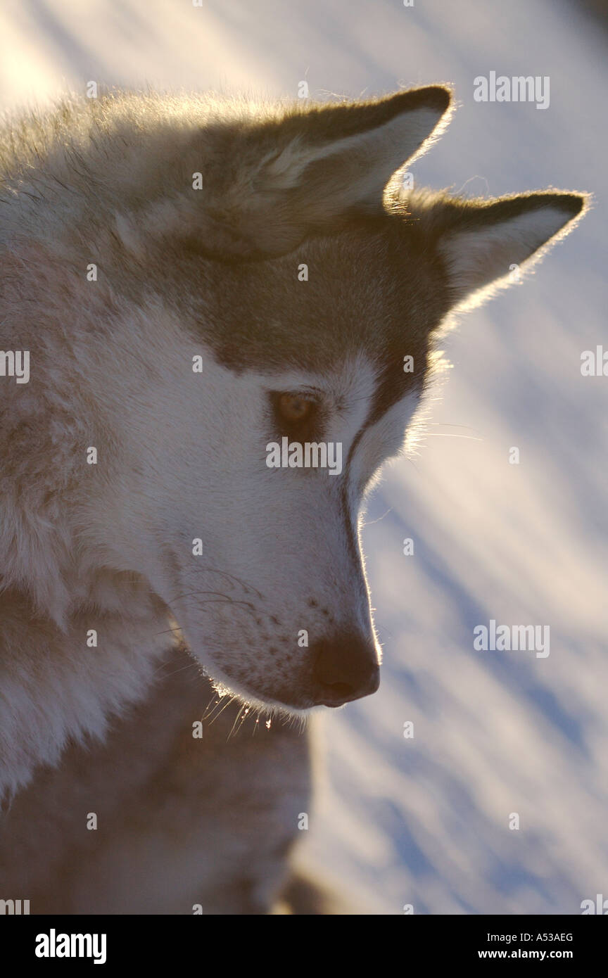 Portrait: Wolfe (siberian husky) in winter setting Stock Photo - Alamy
