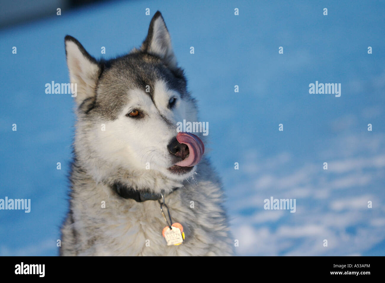 Wolf licking lips hi-res stock photography and images - Alamy