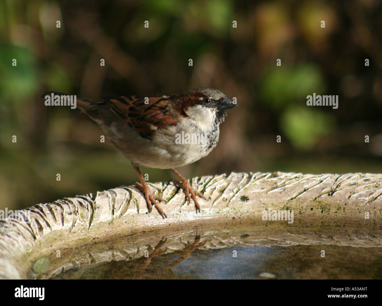 House sparrow drink water hi-res stock photography and images - Alamy