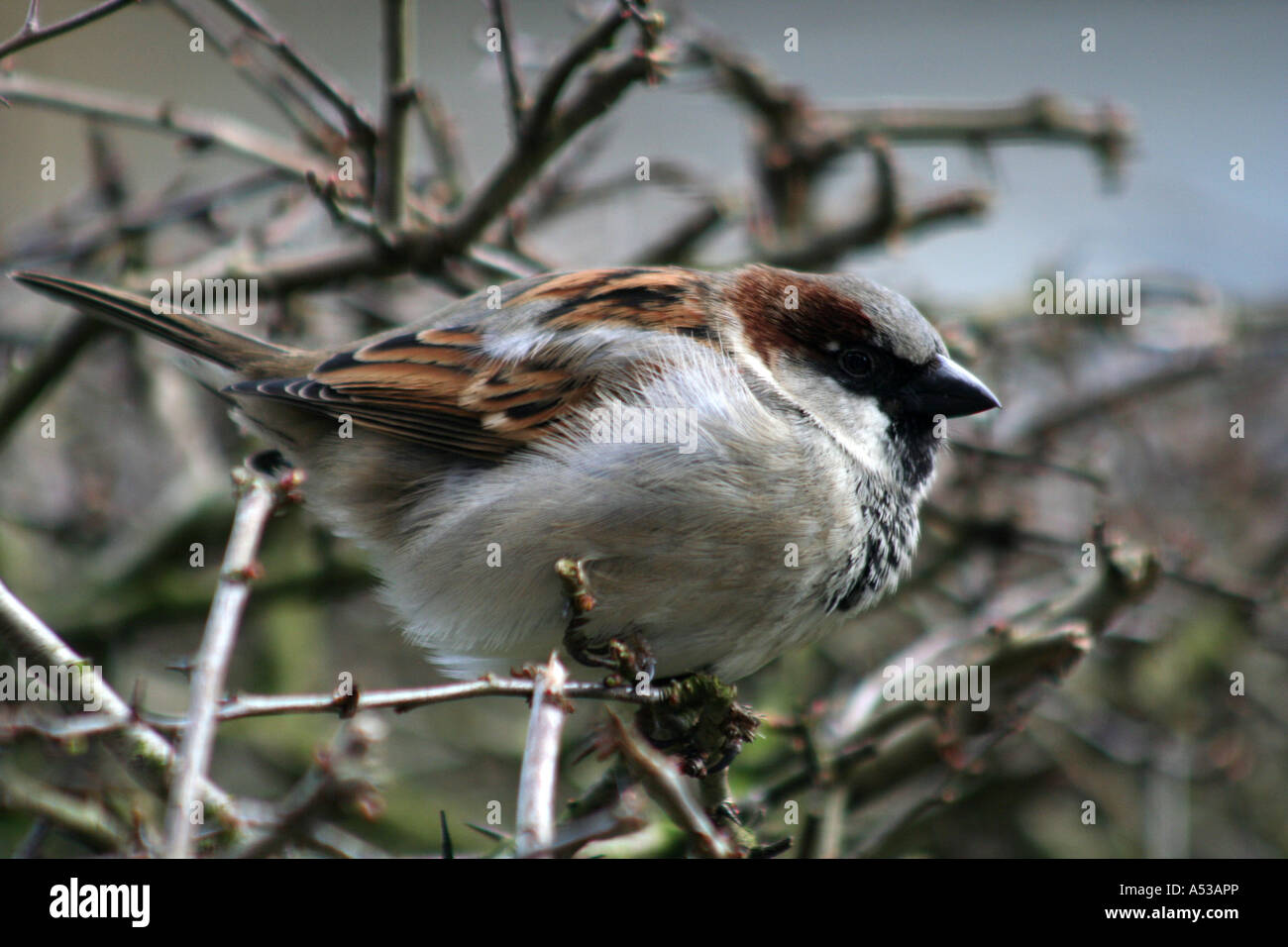With puffed up plumage hi-res stock photography and images - Alamy