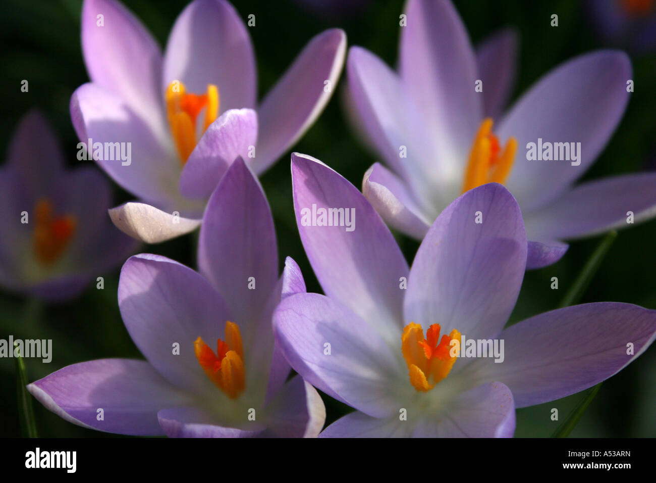 Crocus corm hi-res stock photography and images - Alamy