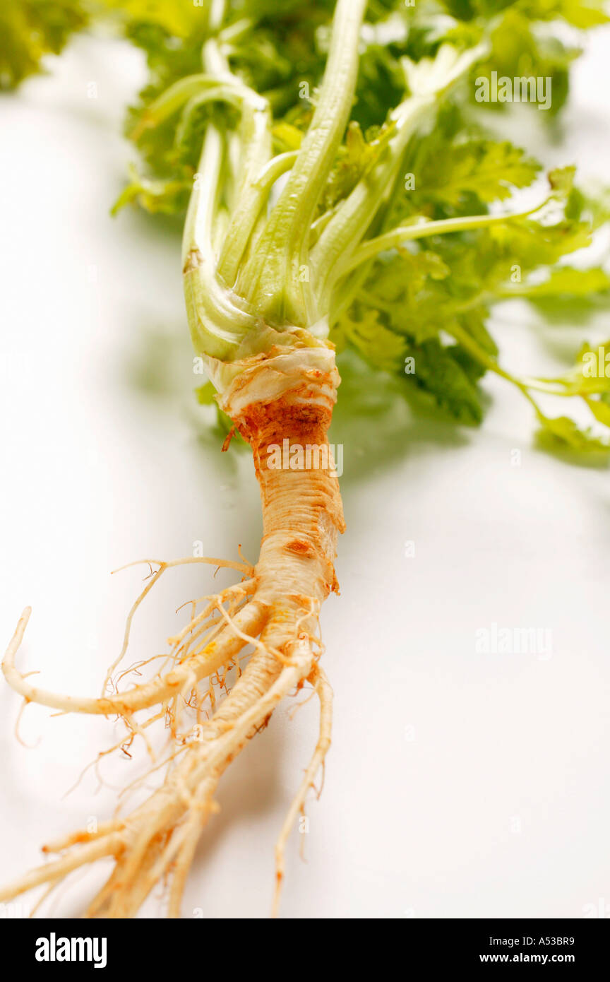 Coriander leaves with root Stock Photo - Alamy