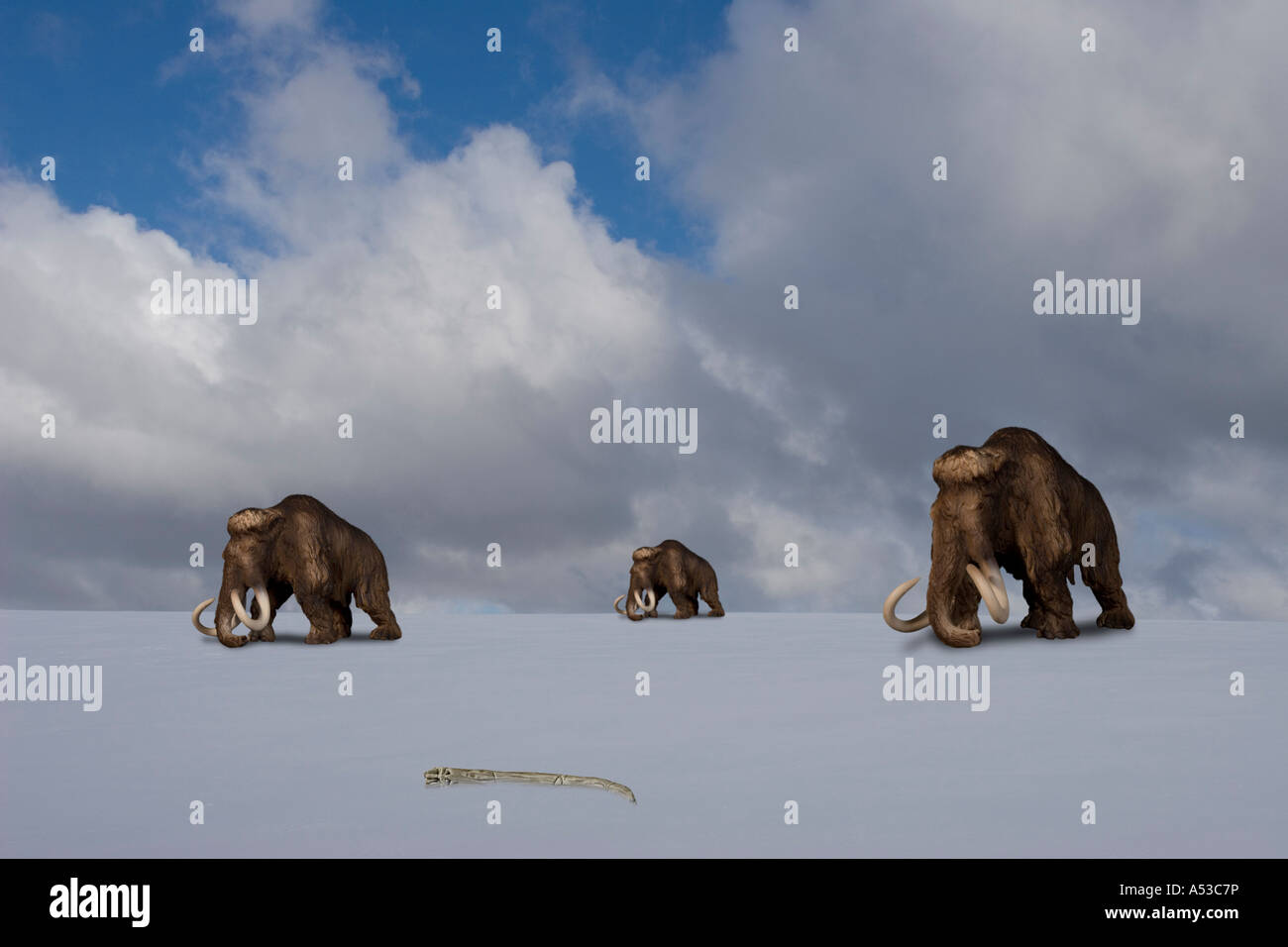 Woolly mammoth hi-res stock photography and images - Alamy