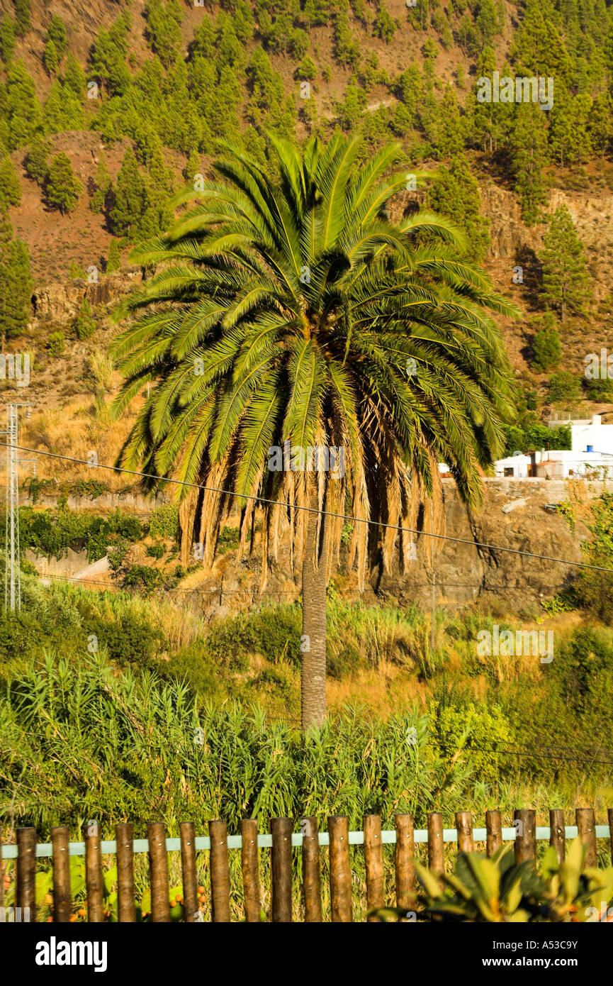 Phoenix palme hi-res stock photography and images - Alamy
