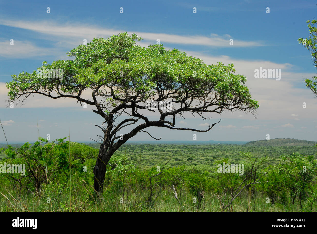 Trees in lowveld bushveld hi-res stock photography and images - Alamy